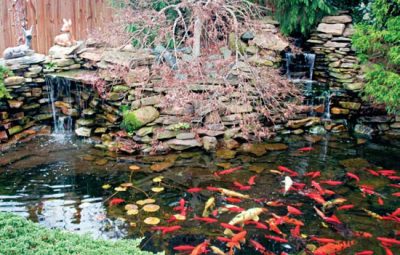 Tips For Farm Pond Design In Your Backyard - Countryside